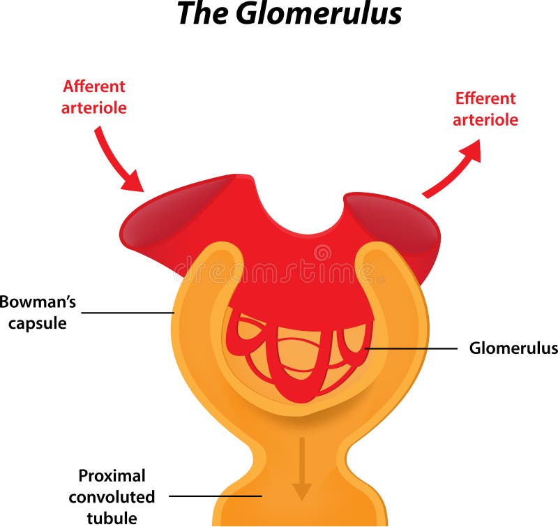 Osmose De Cellules, Cellule Dans La Solution Isotonique, Cellule Dans ...