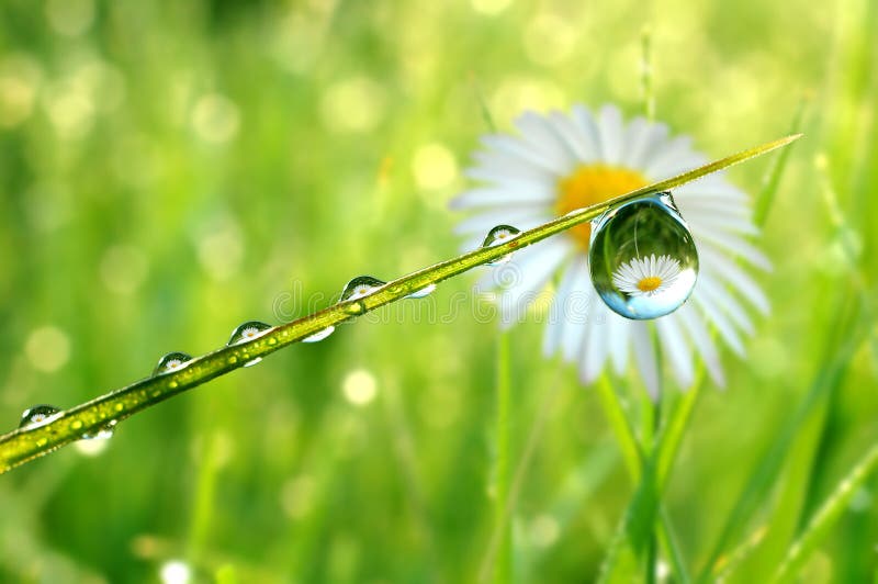 Le Gocce Di Rugiada Si Chiudono in Su Fotografia Stock - Immagine di ...