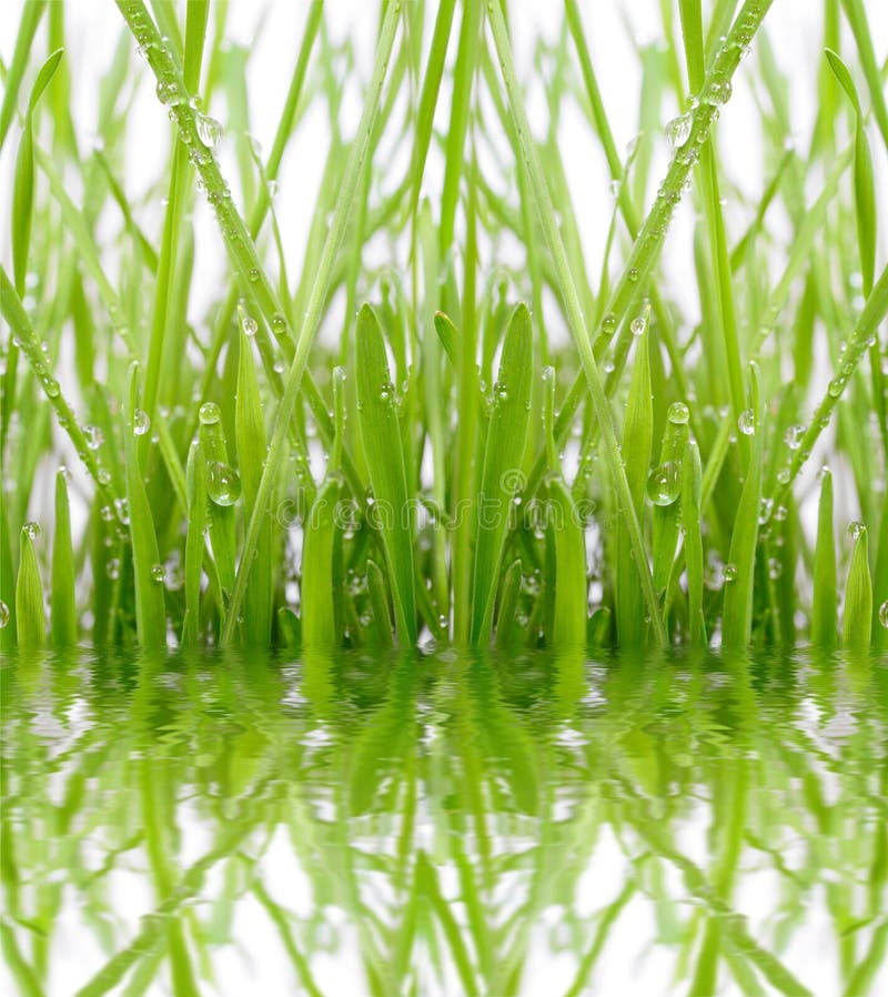 Le Gocce Di Rugiada Si Chiudono in Su Fotografia Stock - Immagine di ...