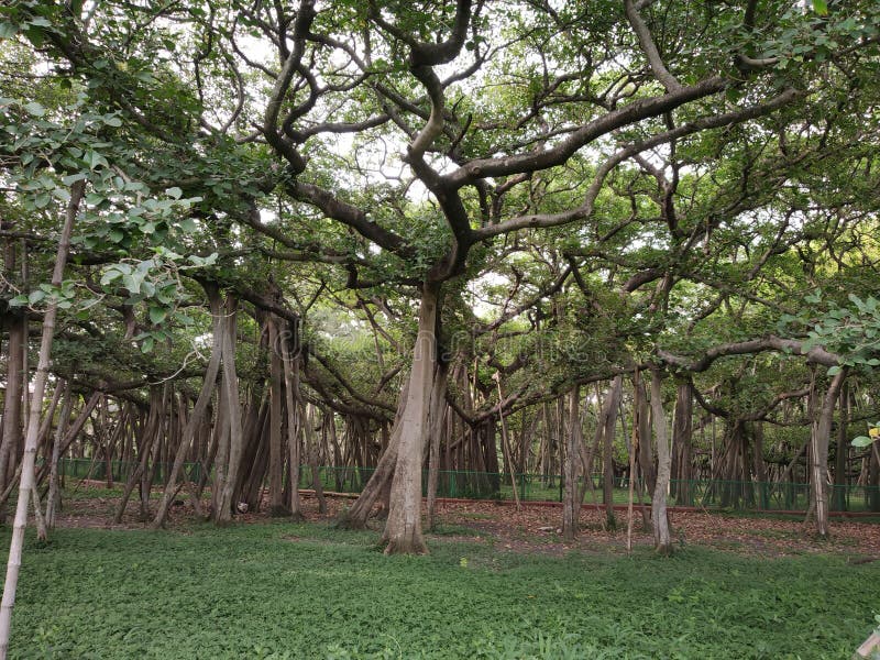 Grand Banian, Howrah, Le Bengale-Occidental, Inde Image stock - Image ...