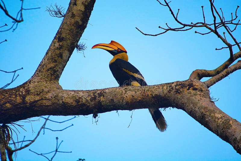 Grand oiseau de calao photo stock. Image du coloré, lumineux - 32593558