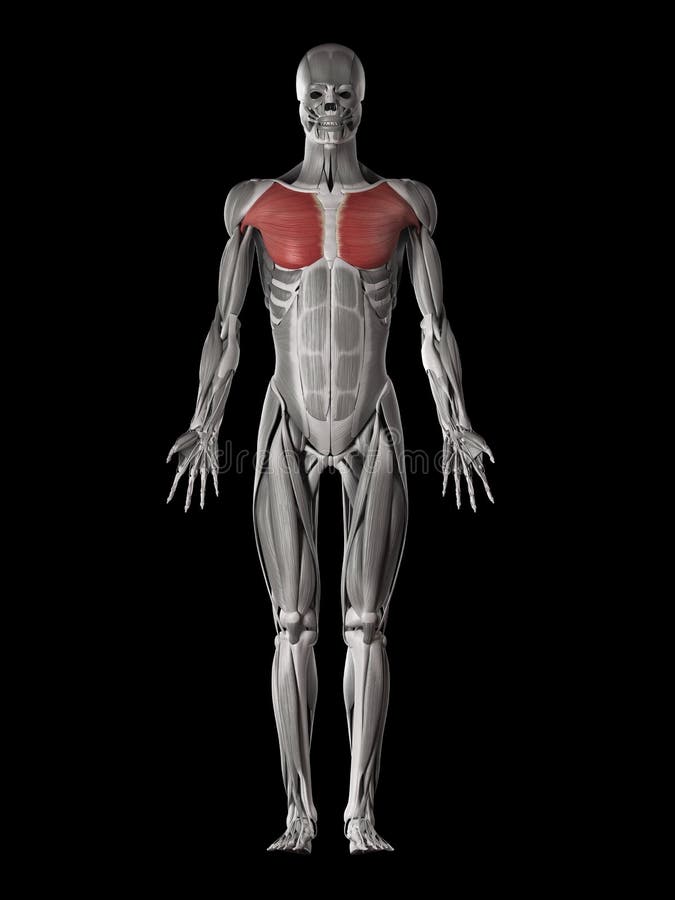 Pectoralis Stock Illustrations, Vecteurs, & Clipart – (830 Stock ...