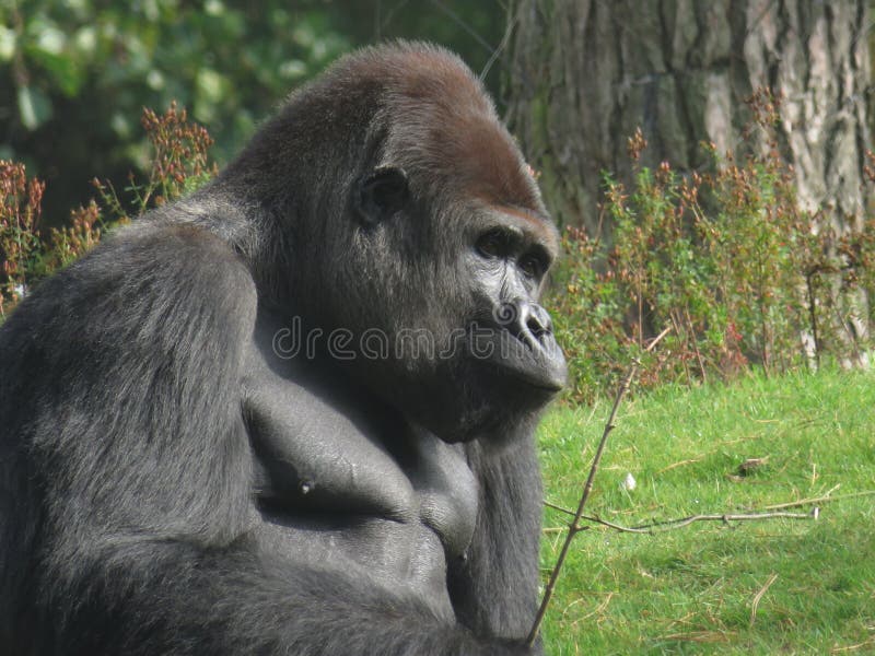 Grand singe noir image stock. Image du grand, noir, singe - 23801495