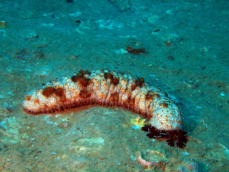 Le Grand Ver De Terre De Mer Photo stock - Image du corail, piqué: 20821124