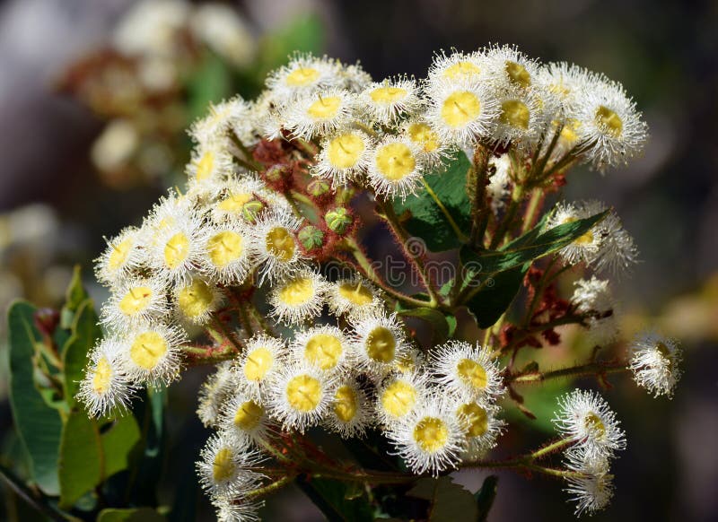 Fleurs Blanches Et Jaunes Du Mariage Autochtone Australien Bush ...