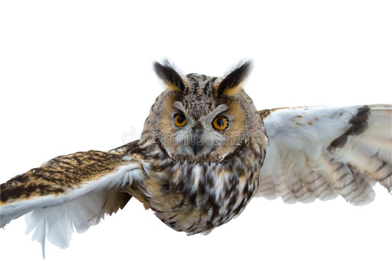 1,337 Le Hibou En Vol Photos libres de droits et gratuites de Dreamstime
