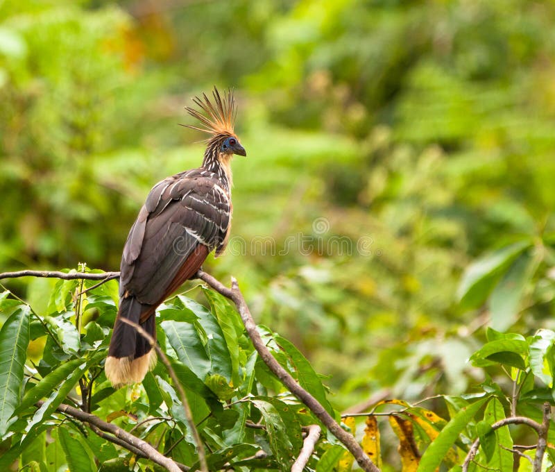 Hoatzin Sauvage Au Venezuela Photo stock - Image du perchoir, clavette ...