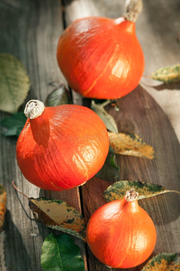 Le Hokkaido Rouge De Courge De Kuri Photo stock - Image du centrale ...