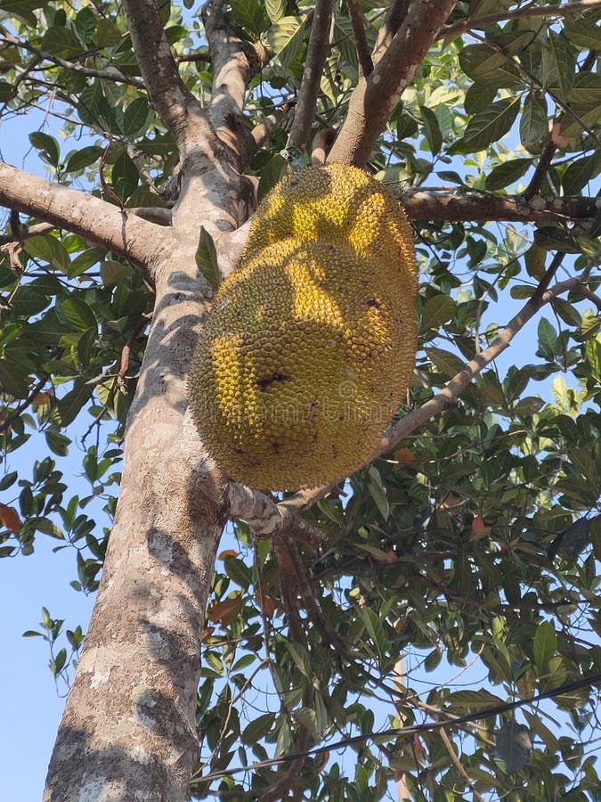 Jacquier sur l'arbre image stock. Image du arbre, jacquier - 91575023
