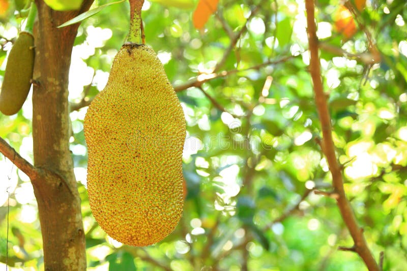 Jacquier sur un arbre image stock. Image du asie, flore - 13939065