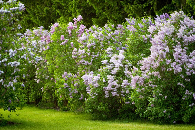 Jardin lilas photo stock. Image du extérieur, personne - 42918304