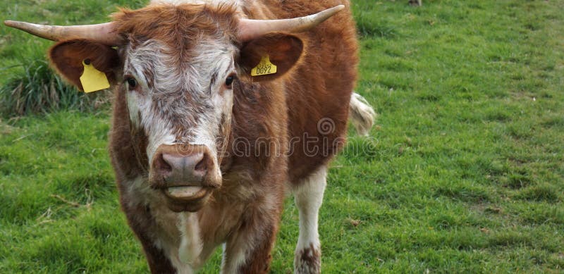 Vache anglaise à Longhorn image stock. Image du têtes - 20584923