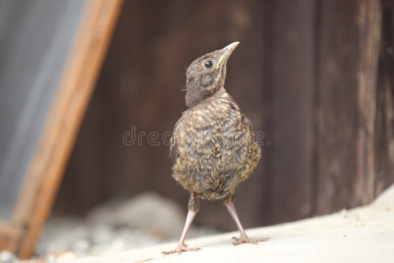 Le Jeune Merle Jettent Un Coup D'oeil Photo stock - Image du animaux ...