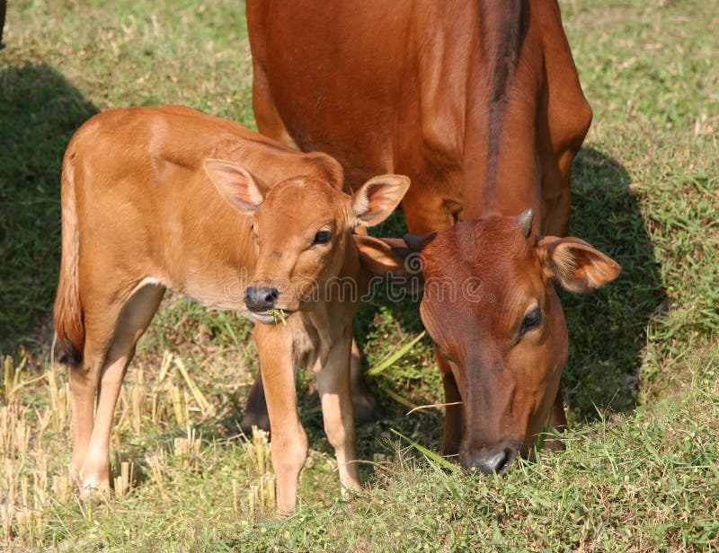 Le Jeune Veau Et C'est Maman Photo stock - Image du animal, bétail: 2143602