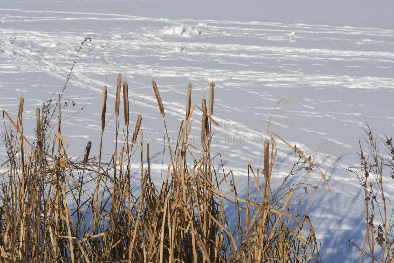 Le jonc de rivière photo stock. Image of urbain, neige - 65560030