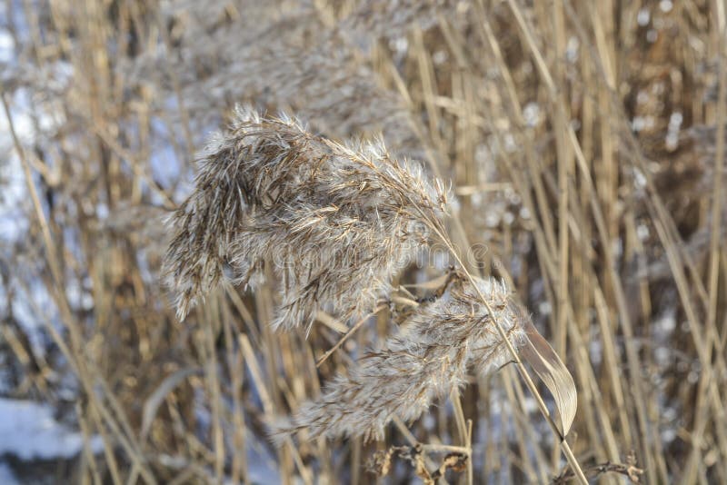 Le jonc de rivière photo stock. Image of urbain, neige - 65560030