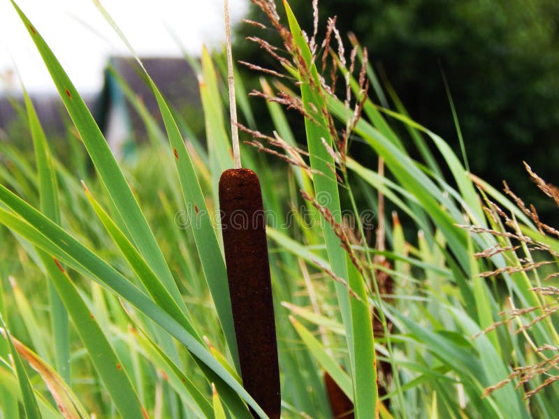 Le jonc de rivière photo stock. Image du glace, urbain - 65560030