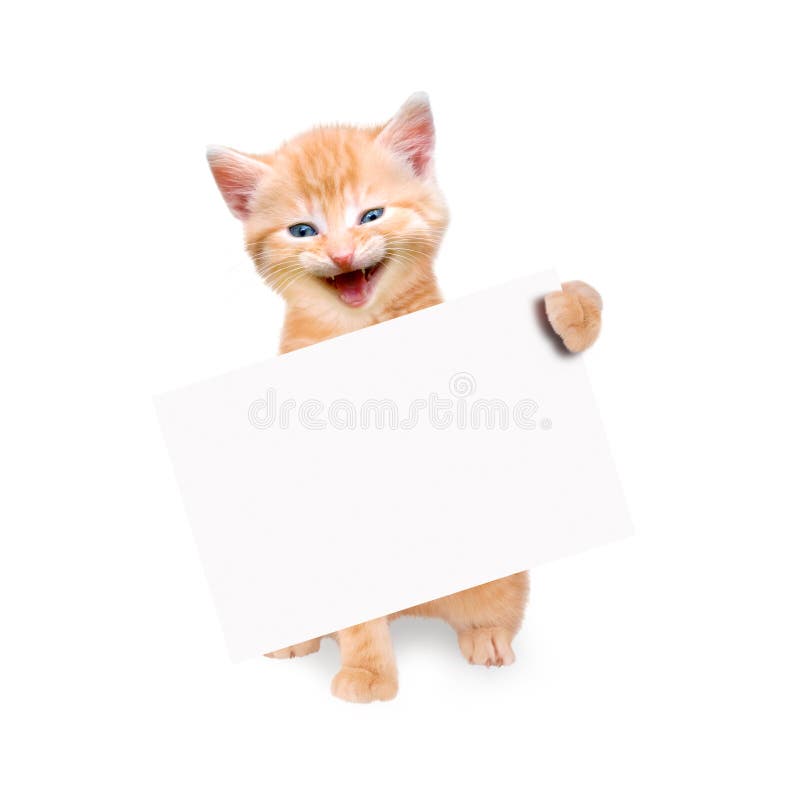 Le Katten Med Det Isolerade Banret Arkivfoto - Bild av lycka, gyckel ...