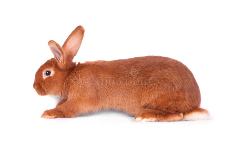 Rouge de lapin image stock. Image du fourrure, intrigué - 8912187