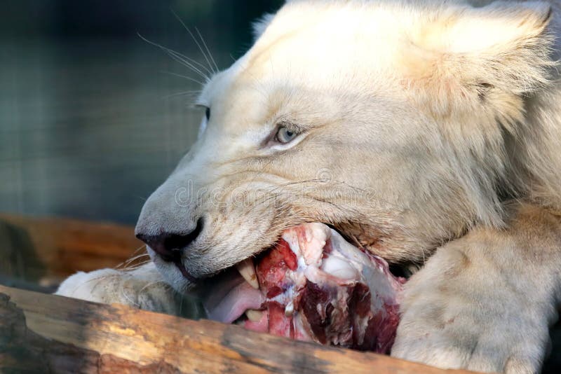 Lion Mange Un Sauvage Qu'il Vient De Tuer Dans Le Parc National De ...