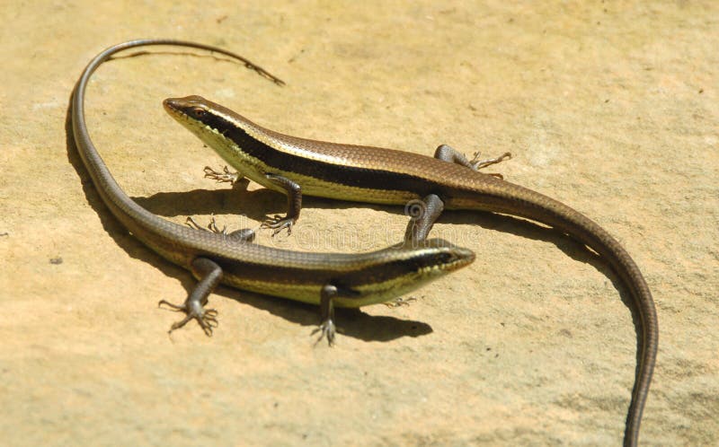 Le Lucertole Selvagge Godono Del Sole. Immagine Stock - Immagine di ...