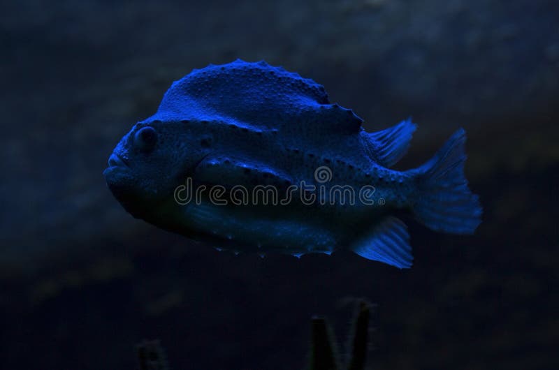 Poisson De L'atlantique Lump Image stock - Image du espèces, déménager ...