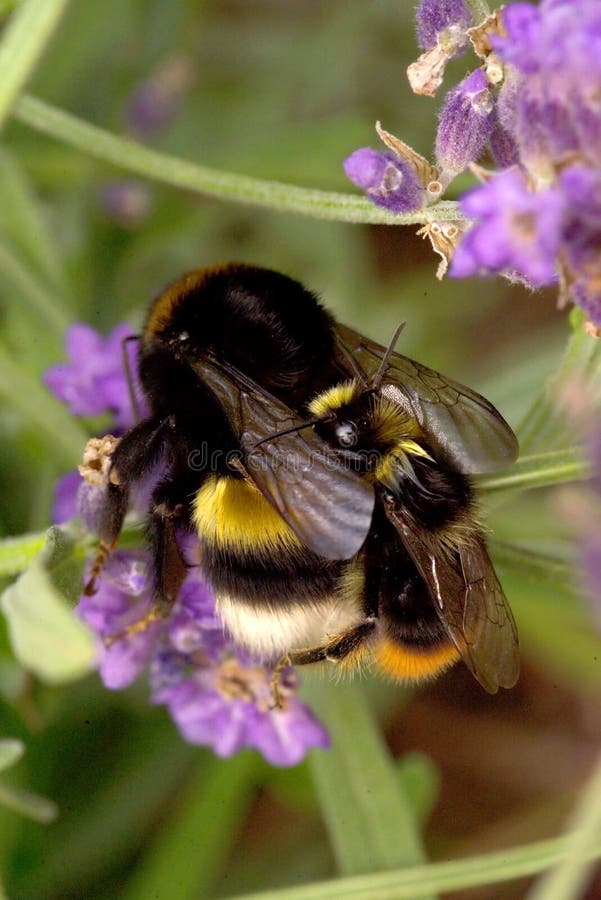 Le Macro Tir Gaffent L'accouplement D'abeilles Image stock - Image du ...