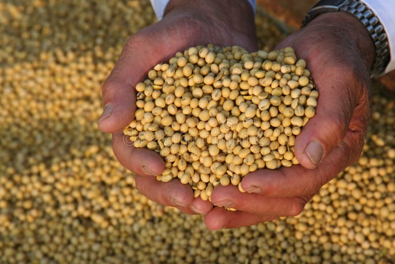 Seme Della Soia in Mani Dell'agricoltore Fotografia Stock - Immagine di ...