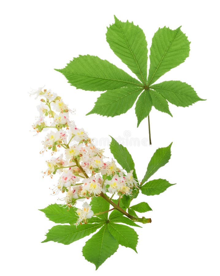 Arbre De Marron, Hippocastanum D'Aesculus Photo stock - Image du fleur ...