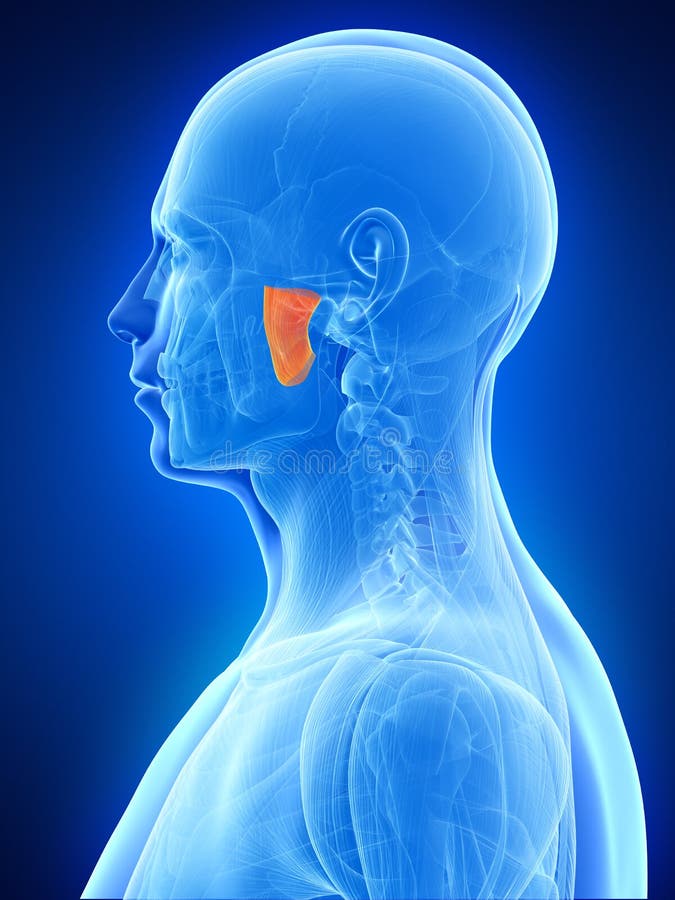 Anatomie Profonde Masseter Musculaires Pour Le Concept Médical 3d ...