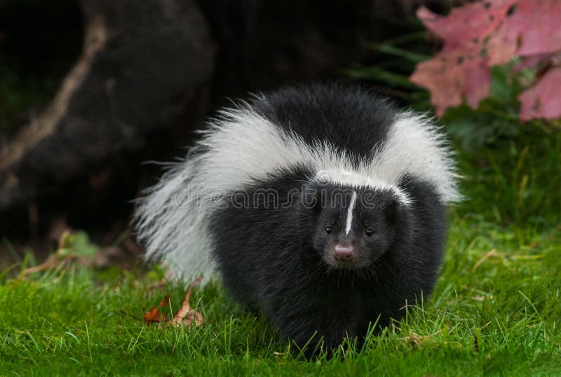 Alerte De Mouffette Albinos Image stock - Image du hollande, mouffette ...