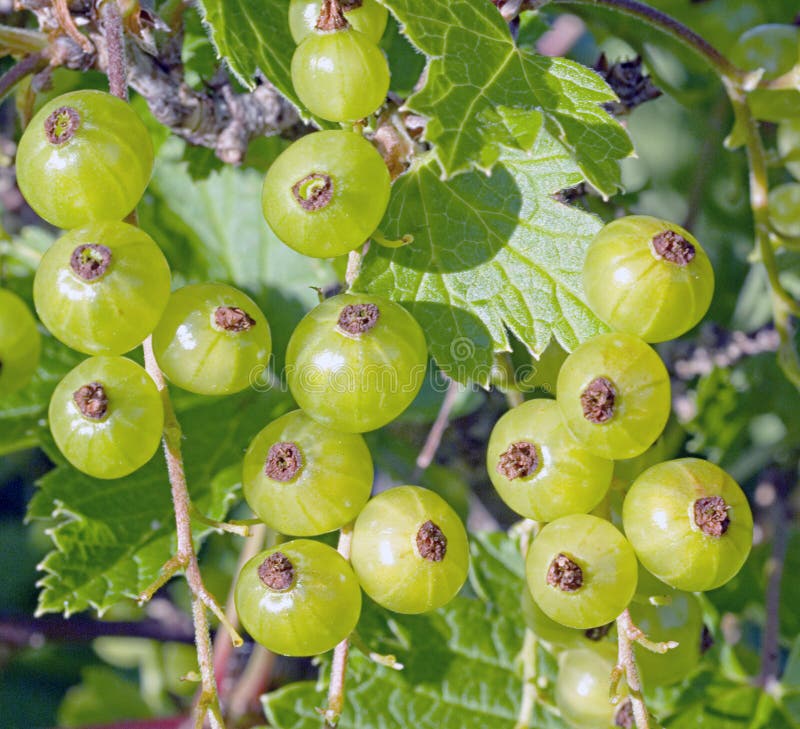 Les Baies De Groseilles De Cassis Rouge Et Portent Des Fruits D ...
