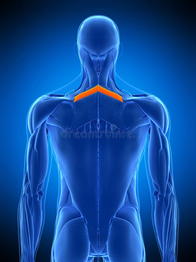 Rhomboïde mineure illustration stock. Illustration du précis - 168624794