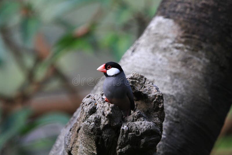 Le Moineau De Riz De Java Au Parc Du HK Image stock - Image du oiseau ...
