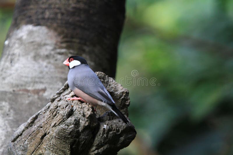 Le Moineau De Riz De Java Au Parc Du HK Image stock - Image du oiseau ...