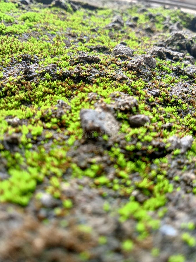 Le Monde D'arbres De Roche Mini Image stock - Image du roche, arbres ...