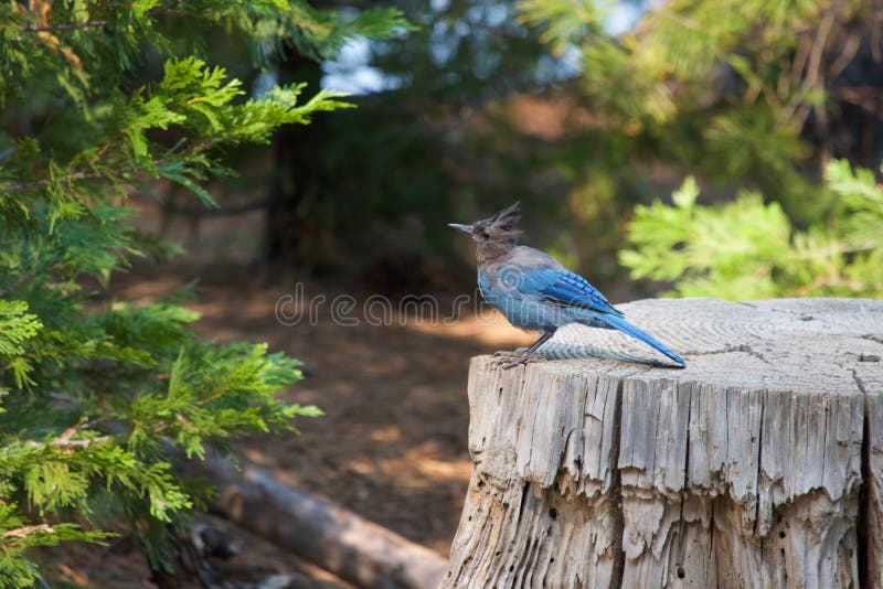 Le Monde Fascinant De Des Oiseaux Photo stock - Image du rester ...
