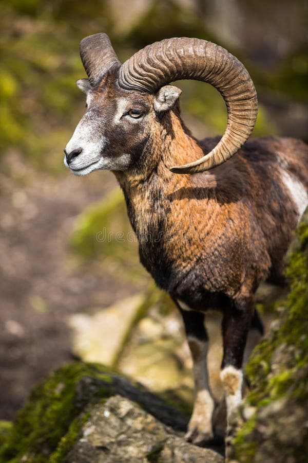 Mouflon Europ?en, Musimon D'orientalis D'Ovis Animal De Faune Photo ...