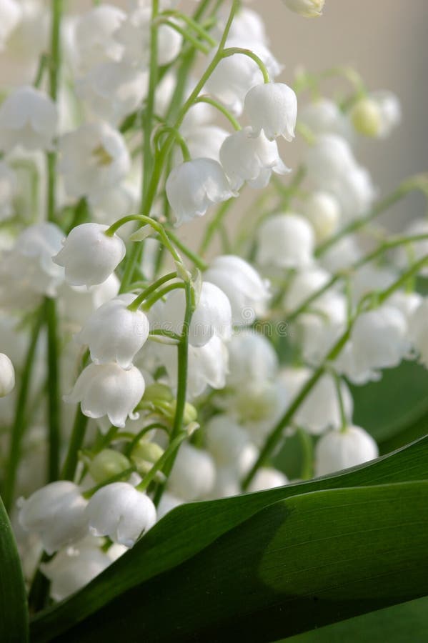 Le muguet image stock. Image du gracieux, formel, mariée - 769267