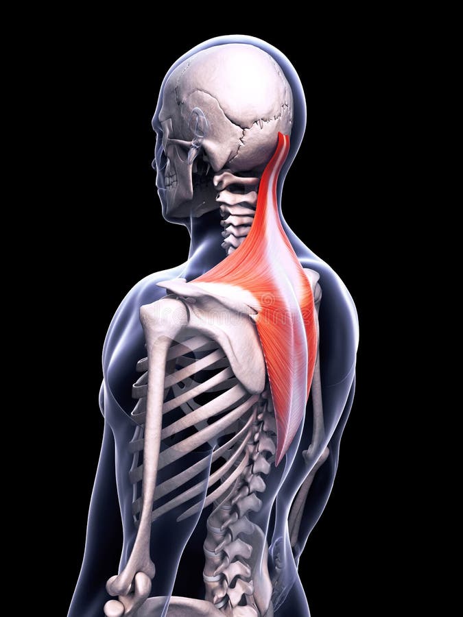 Muscle De Trapezius - Muscles D'anatomie D'isolement Sur Le Blanc ...