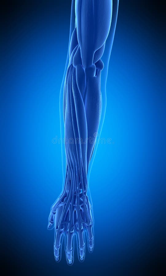 Le muscle humain de bras illustration stock. Illustration du anatomie ...