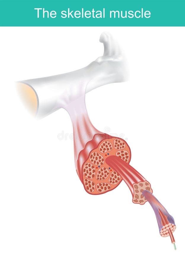 Diagramme D'illustration De Vecteur De Muscle Squelettique, Plan ...
