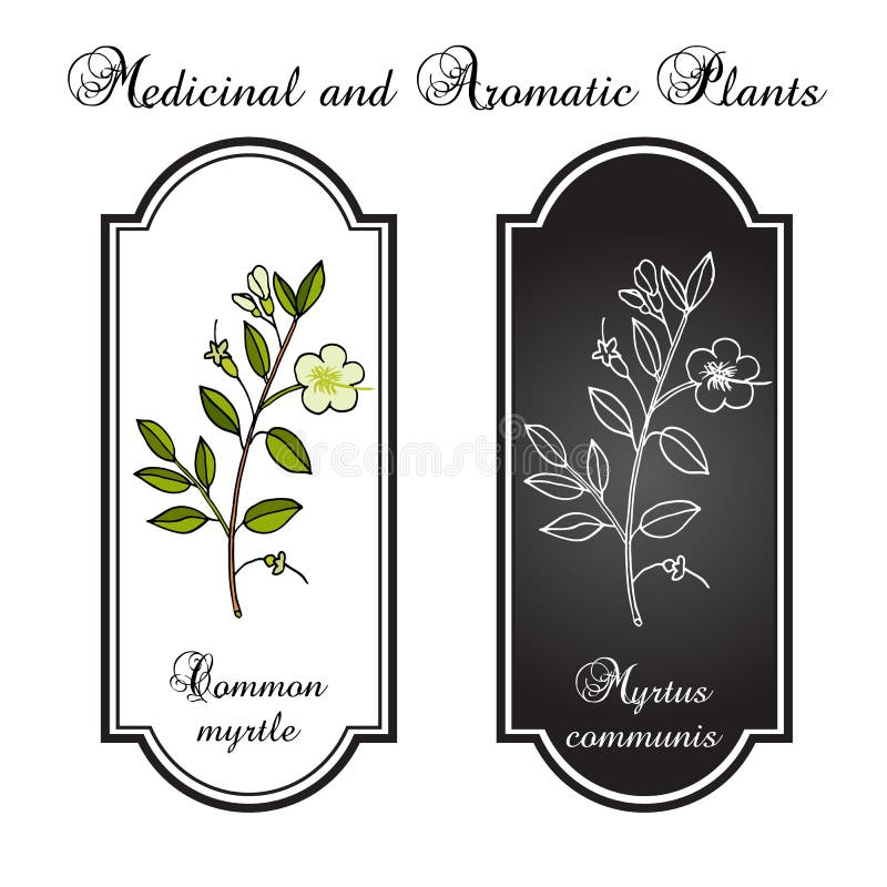 Le Myrte Ou Myrtus Communis Illustration de Vecteur - Illustration du ...