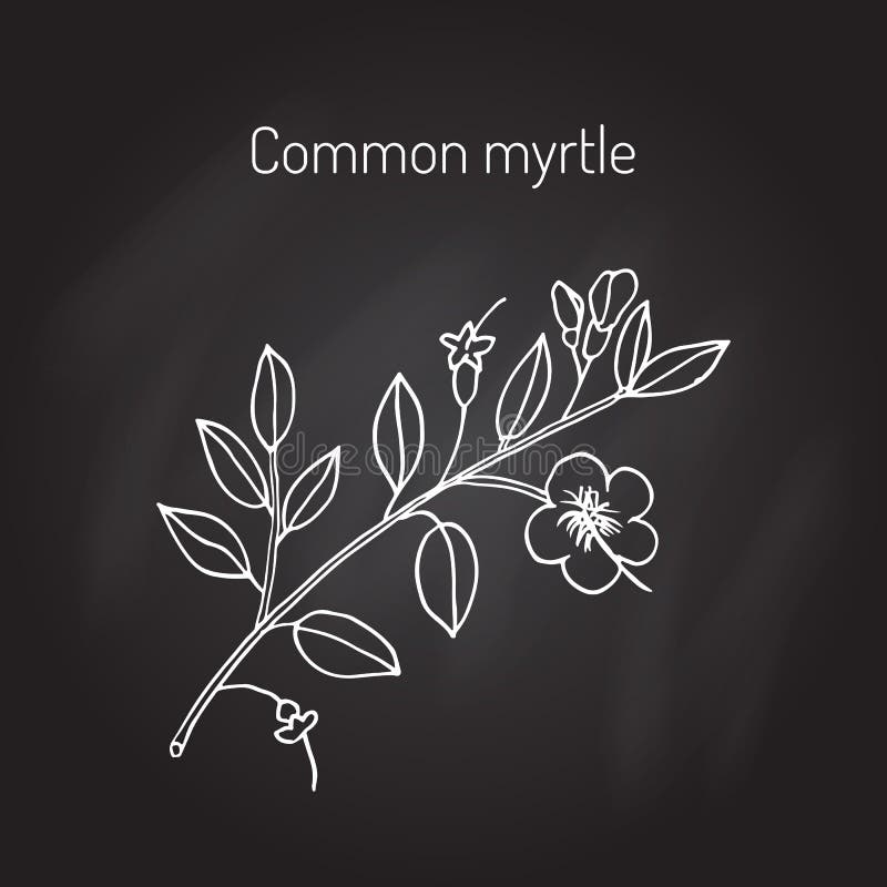 Le Myrte Ou Myrtus Communis Illustration de Vecteur - Illustration du ...