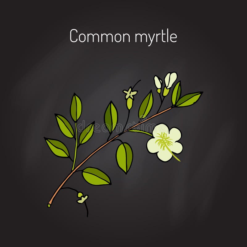 Le Myrte Ou Myrtus Communis Illustration de Vecteur - Illustration du ...