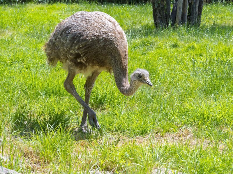 Le nandou de Darwin image stock. Image du nandou, américain - 30618425