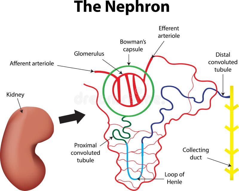La Structure Du Rein Et Du Nephron Illustration de Vecteur ...