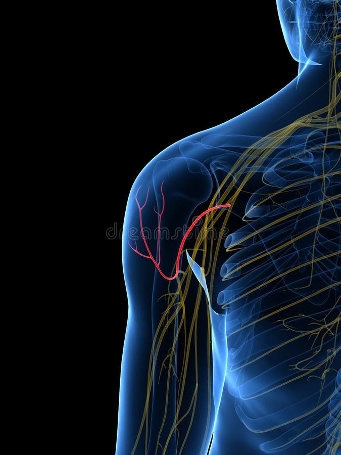 Nerf Stock Illustrations, Vecteurs, & Clipart – (39,124 Stock ...