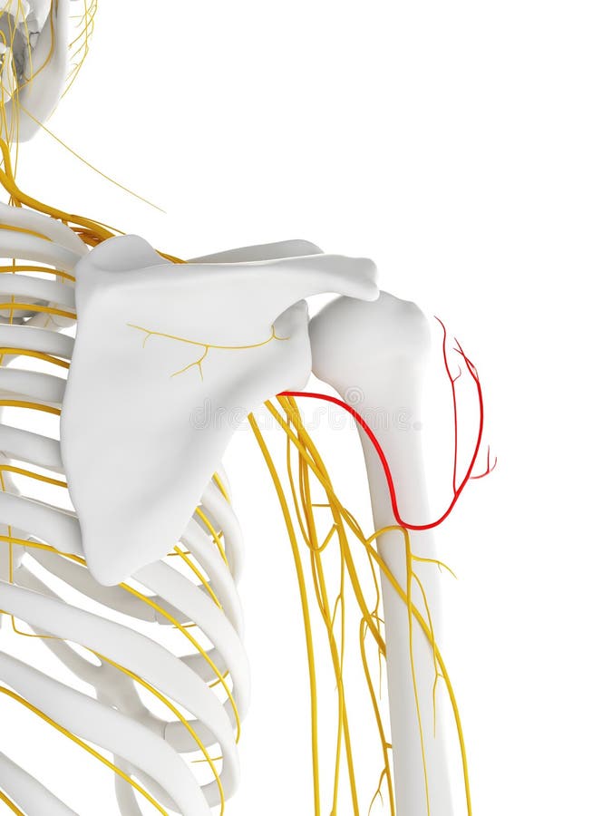 Le nerf axillaire illustration stock. Illustration du dessin - 101288821