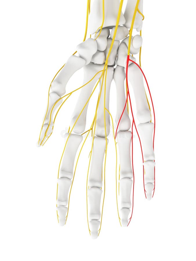 Le Nerf Cubital Palmaire De Branche Illustration Stock - Illustration ...